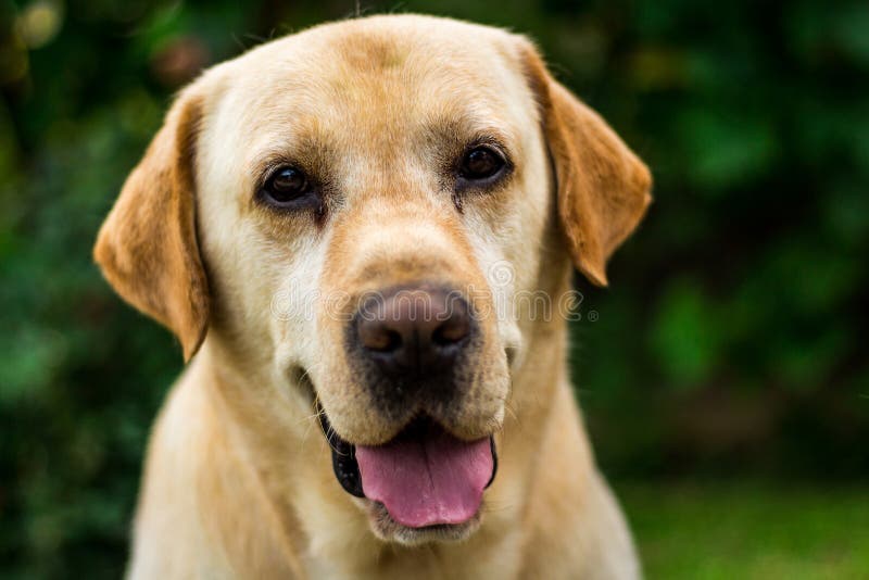 Labrador Looking Directly Into The Camera Stock Photo - Image of tender ...