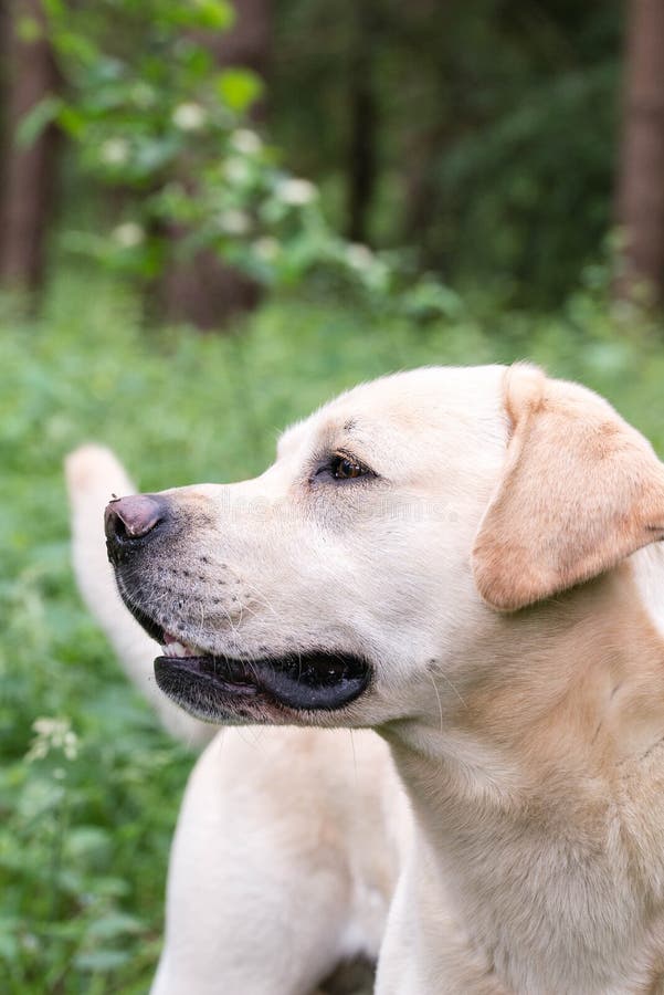 A Yellow Labrador during a Walk Stock Image - Image of mammal, head ...