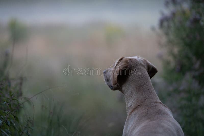 Yellow Labrador Standing in a Lake Looking Directly at His Ball Stock ...