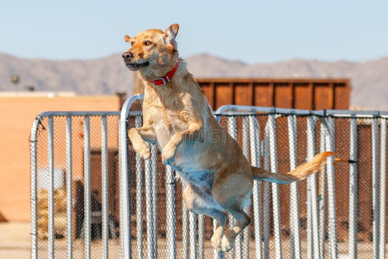 Yellow Labrador Looking Scared after Jumping Off a Dock Stock Photo ...