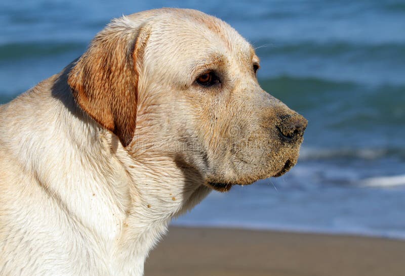 Yellow Labrador Looking at the Sea Stock Image - Image of waves, golden ...