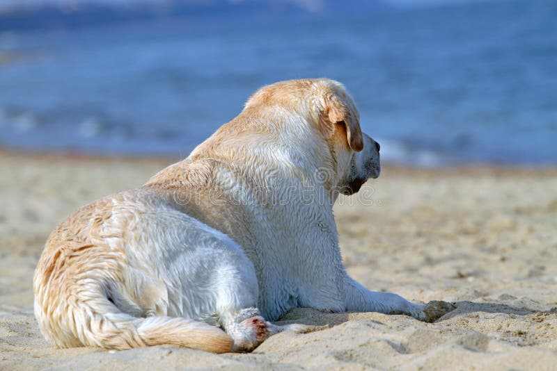 Yellow Labrador Looking at the Sea Stock Image - Image of breed ...
