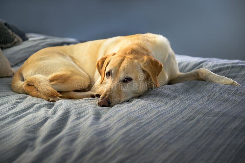 A YELLOW LABRADOR LYING on a BED with a CALM EXPRESSION and NICE EYES ...