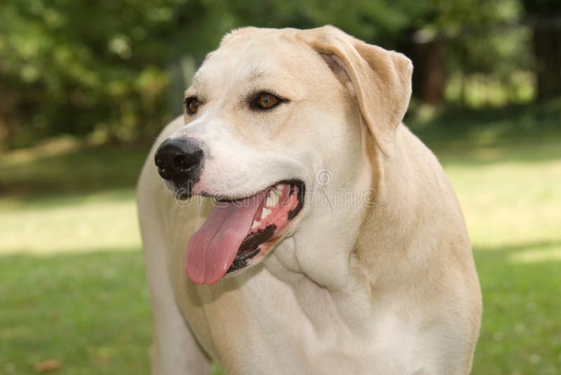 Yellow Labrador Mix Dog stock photo. Image of tongue - 20447698