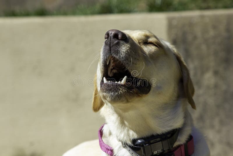 A Yellow Labrador with Mouth Open at the Park Stock Image - Image of ...