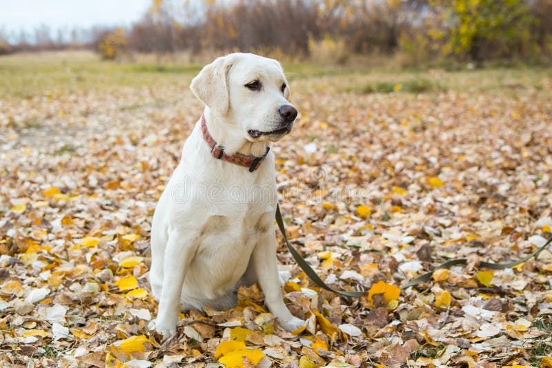 Yellow Labrador in the Park in Autumn Stock Image - Image of outside ...