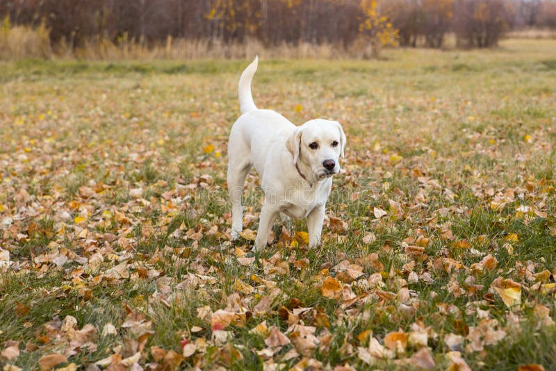 Yellow Labrador in the Park in Autumn Stock Image - Image of friend ...