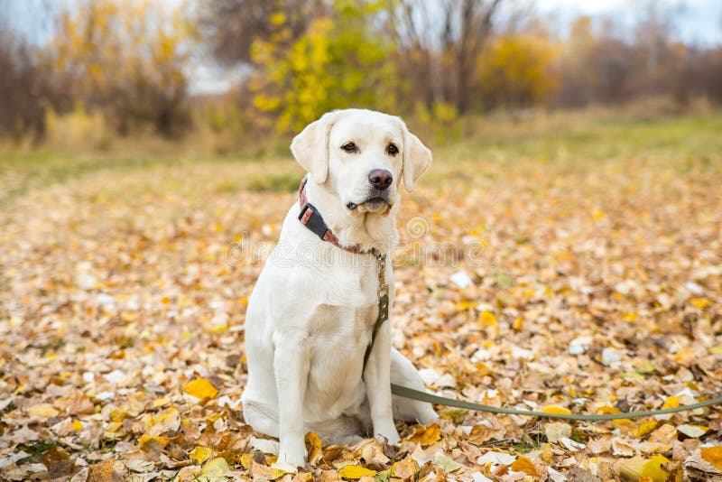 Yellow Labrador in the Park in Autumn Stock Photo - Image of smile ...