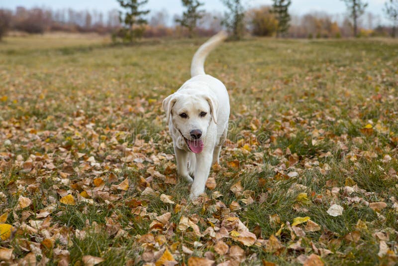 Yellow Labrador in the Park in Autumn Stock Photo - Image of cute ...