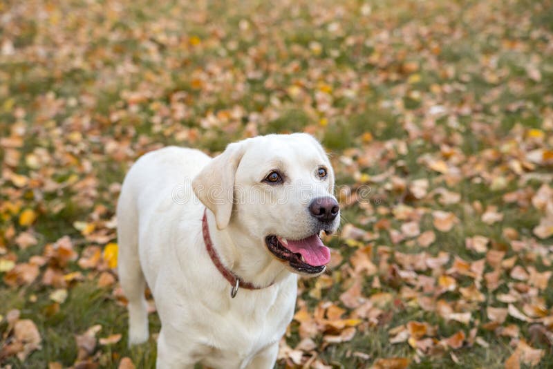 Yellow Labrador in the Park in Autumn Stock Image - Image of park ...