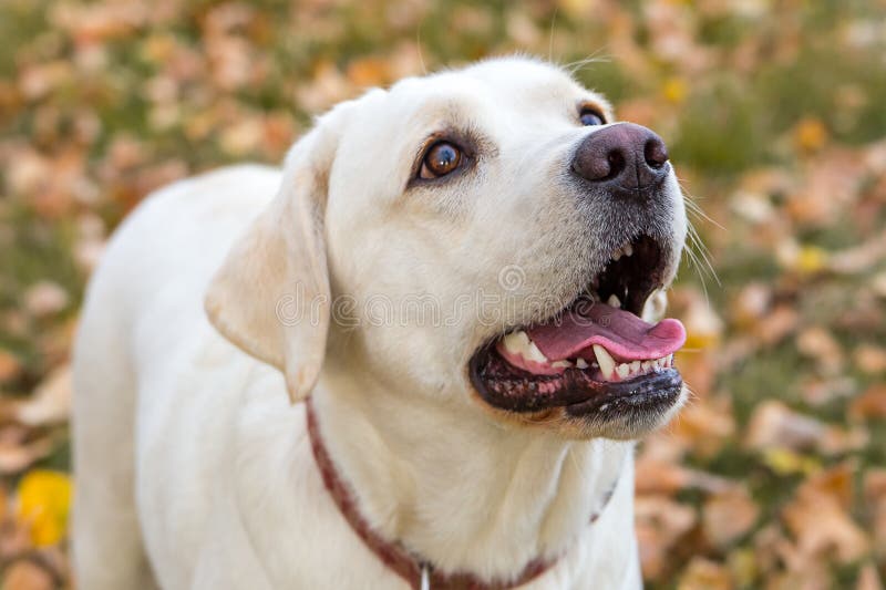 Yellow Labrador in the Park in Autumn Stock Image - Image of domestic ...