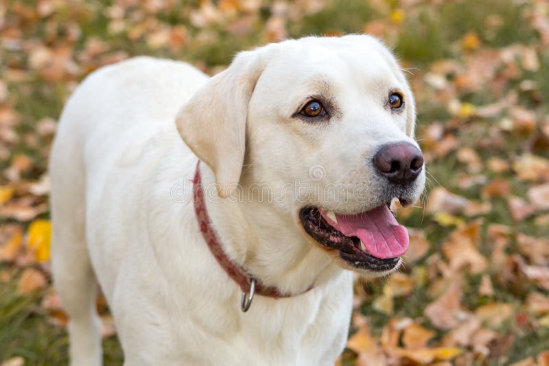 Yellow Labrador in the Park in Autumn Walk on a Leash Stock Image ...
