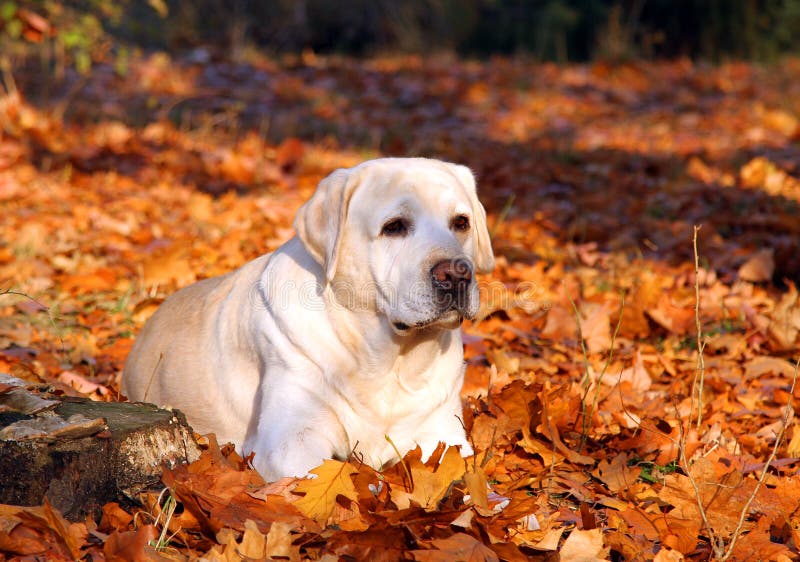 Yellow Labrador in the Park in Autumn Stock Photo - Image of yellow ...