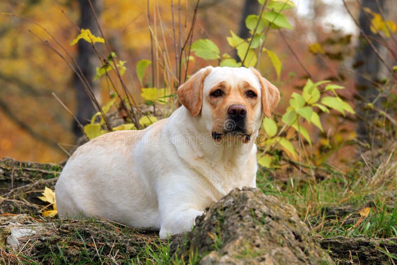 Yellow Labrador in the Park in Autumn Stock Photo - Image of child ...