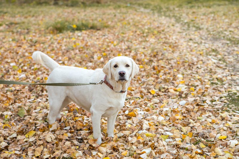 Yellow Labrador in the Park in Autumn Walk on a Leash Stock Image ...