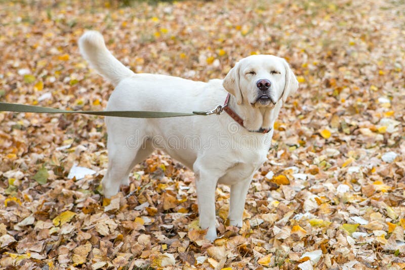 Yellow Labrador in the Park in Autumn Walk on a Leash Stock Image ...