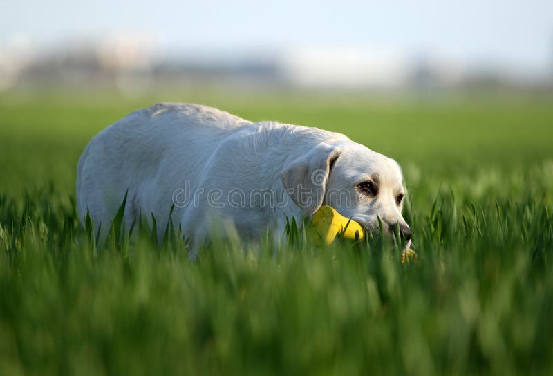 Yellow Labrador in the Park Stock Image - Image of puppy, labrador ...