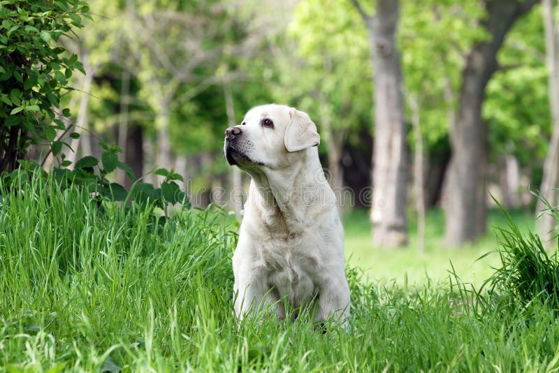 The Yellow Labrador in the Park Stock Photo - Image of labrador, cute ...