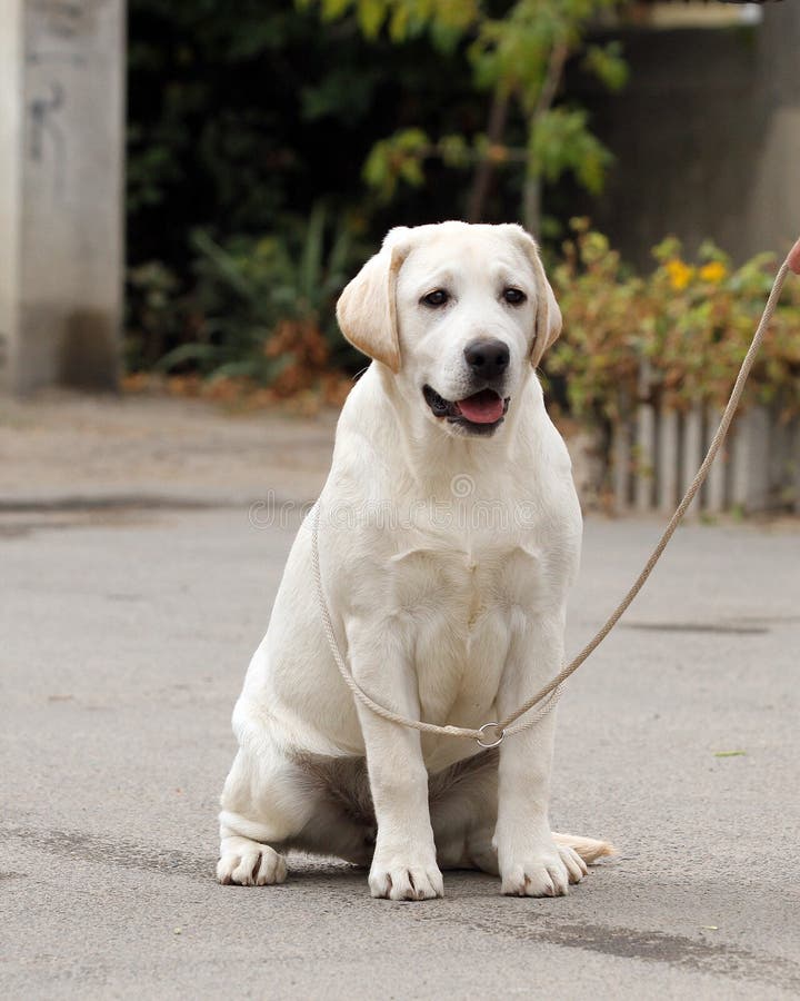 Yellow Labrador in the Park Stock Image - Image of play, friend: 163750401