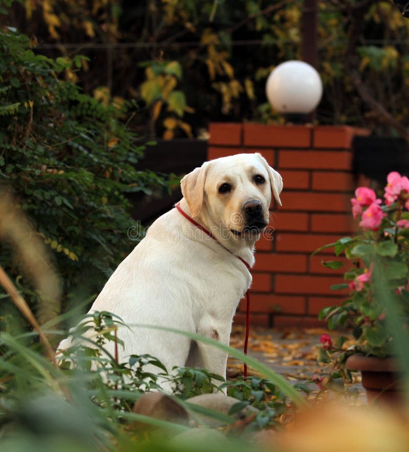 The Yellow Labrador in the Park Stock Image - Image of table, lovely ...