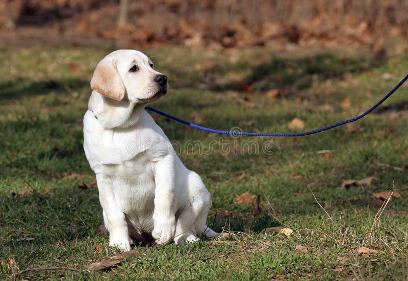 A Yellow Labrador in the Park Stock Photo - Image of adorable, play ...