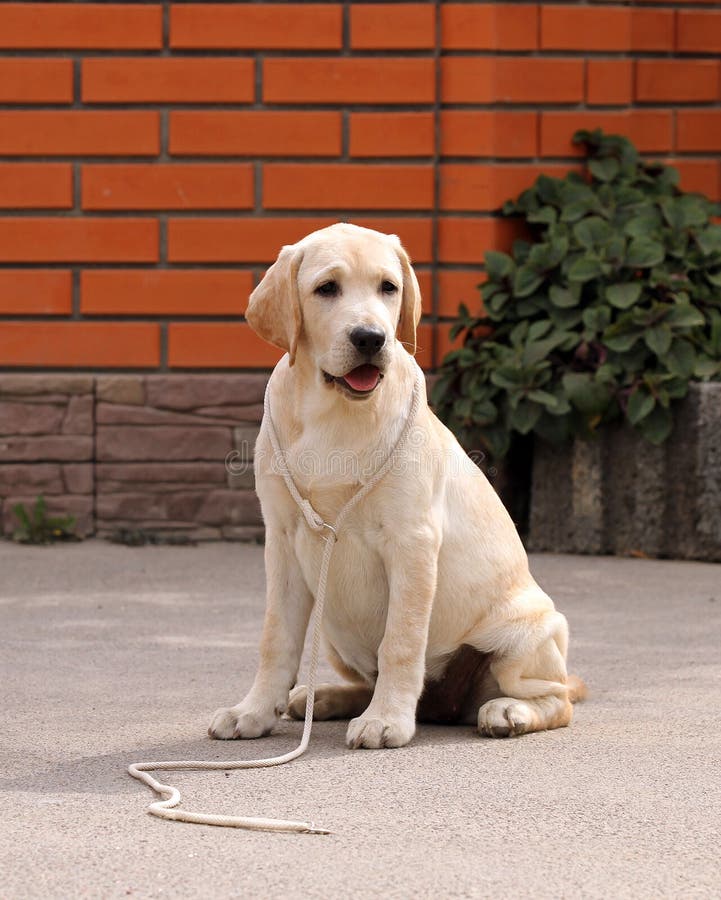 The Yellow Labrador in the Park Stock Photo - Image of lovely, child ...