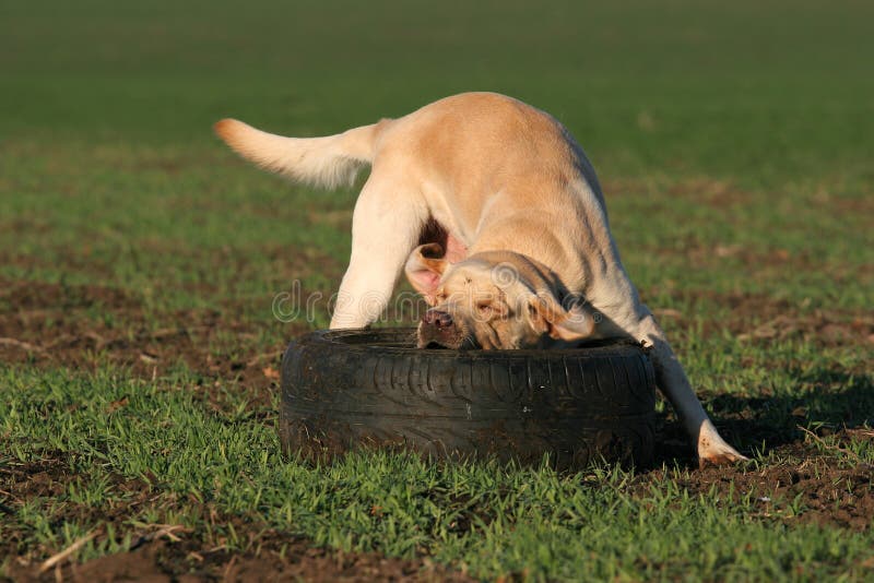 A Yellow Labrador Playing in the Field Stock Photo - Image of pedigree ...