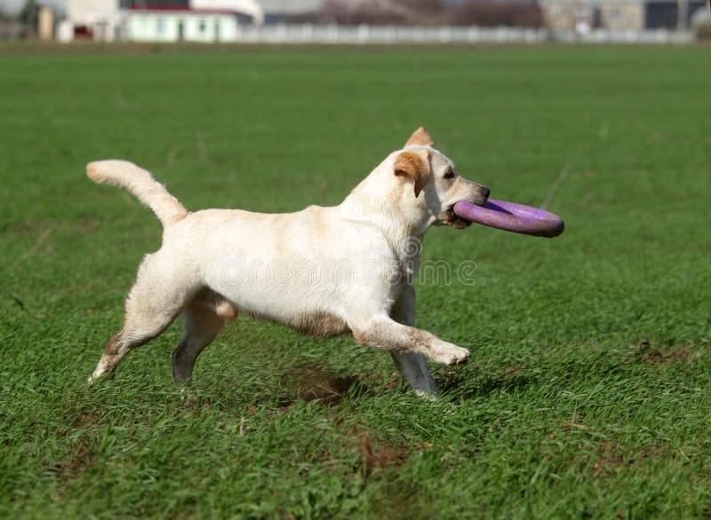 A Yellow Labrador Playing in the Field Stock Photo - Image of golden ...