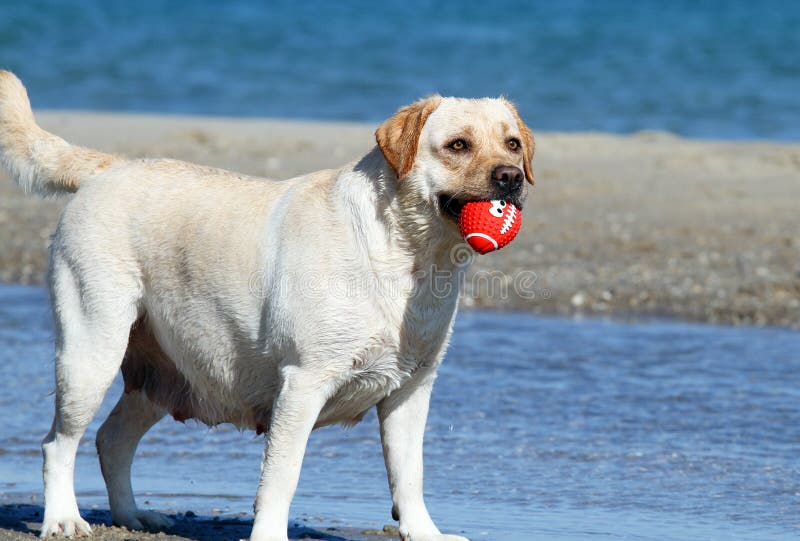 The Yellow Labrador Playing at the Sea Stock Photo - Image of pale ...
