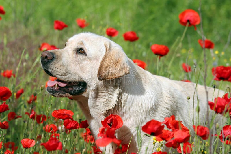 A Yellow Labrador in the Poppy Field Stock Photo - Image of grass ...