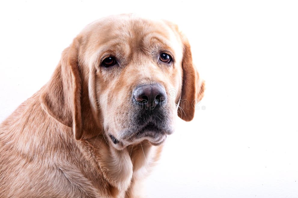 Yellow labrador portrait stock image. Image of breed - 33778113