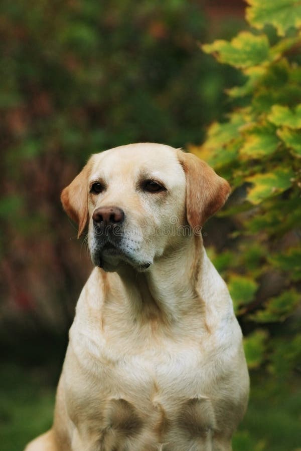 Yellow labrador stock image. Image of autumn, attentive - 65888903