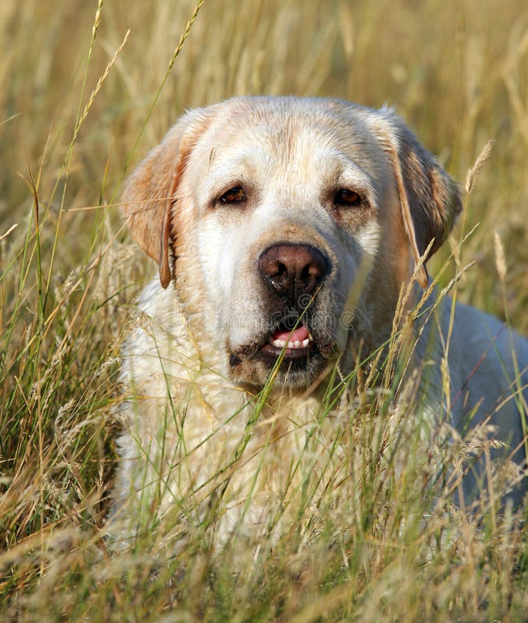 Yellow Labrador Portrait in Field Stock Image - Image of sitting ...