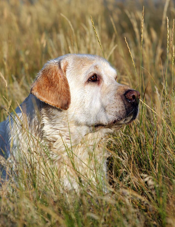 Yellow Labrador Portrait in Field Stock Image - Image of lovely ...