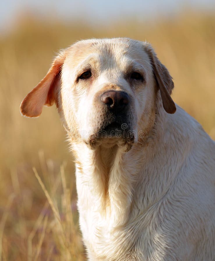 Yellow Labrador Portrait in Field Stock Image - Image of warm, portrait ...