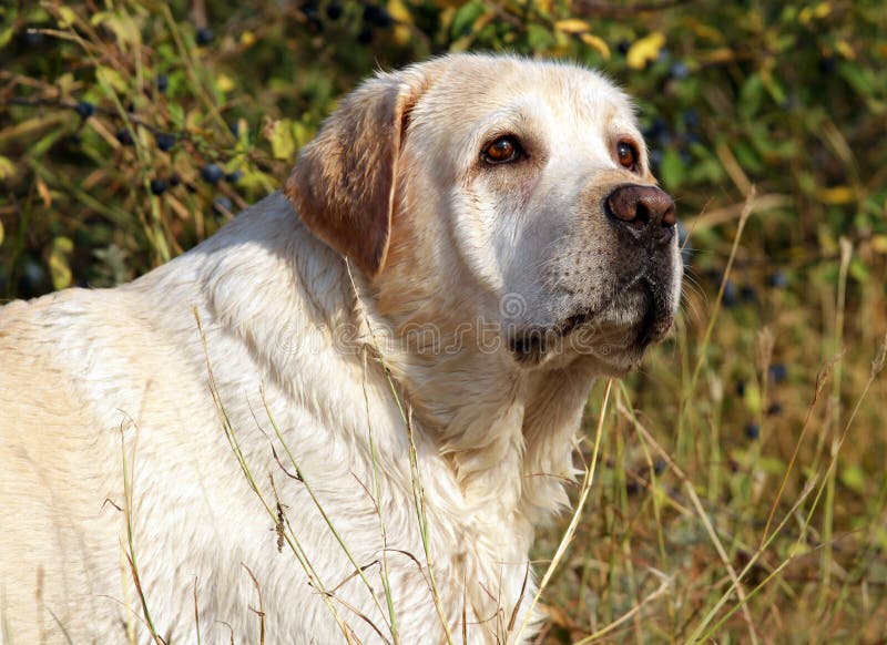 Yellow Labrador Portrait in Field Stock Image - Image of portrait ...