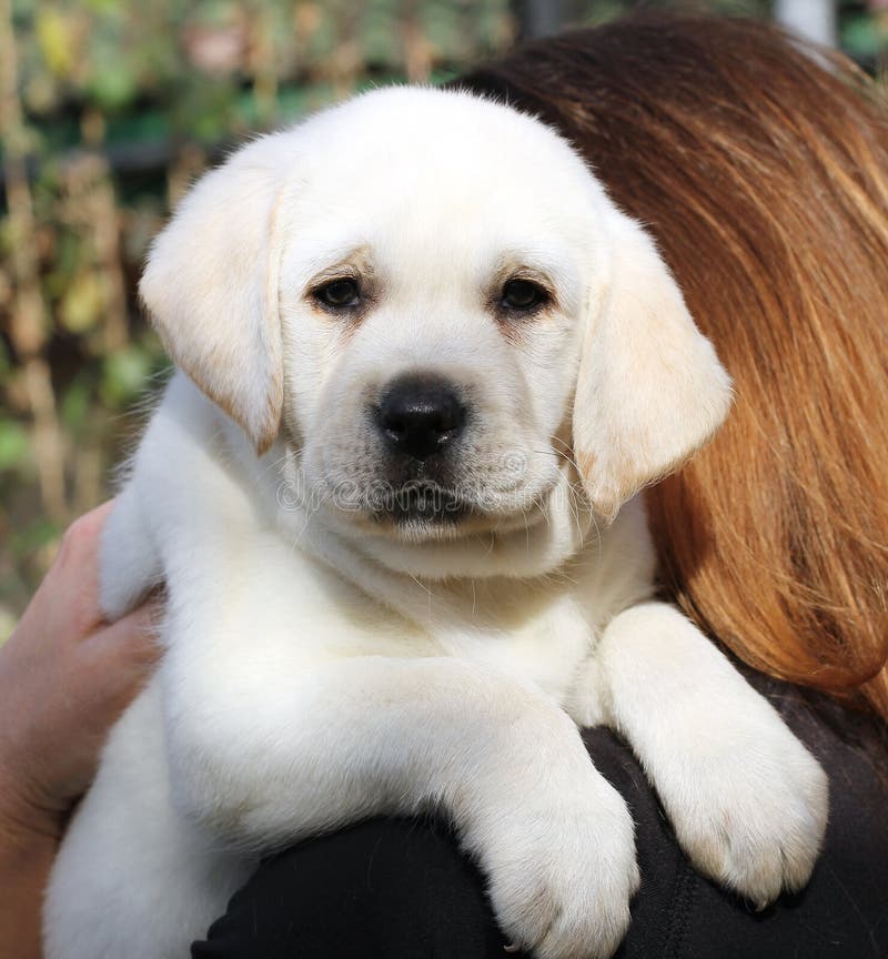 The Yellow Labrador Portrait Stock Photo - Image of play, table: 150236644