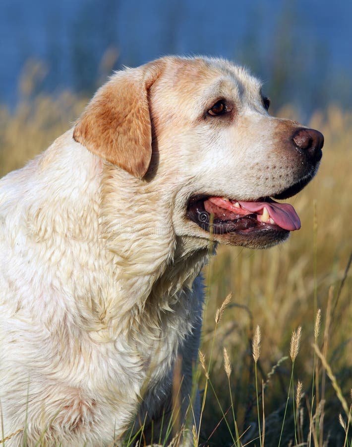 Yellow Labrador Portrait in Summer Stock Photo - Image of tree, spring ...