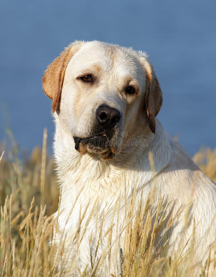 Yellow Labrador Portrait in Summer Stock Image - Image of canine ...