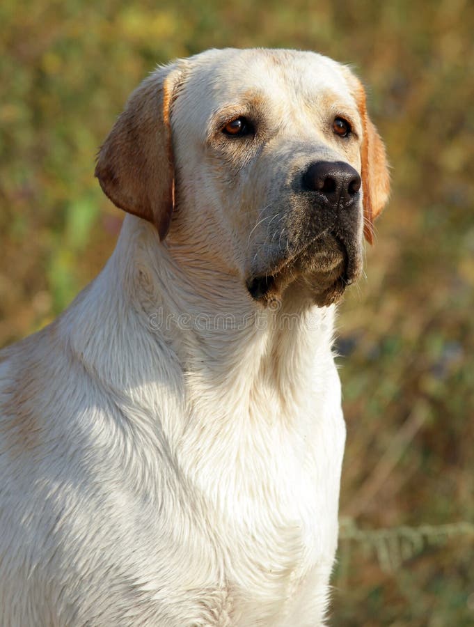 Yellow Labrador Portrait in Summer Stock Photo - Image of spring ...