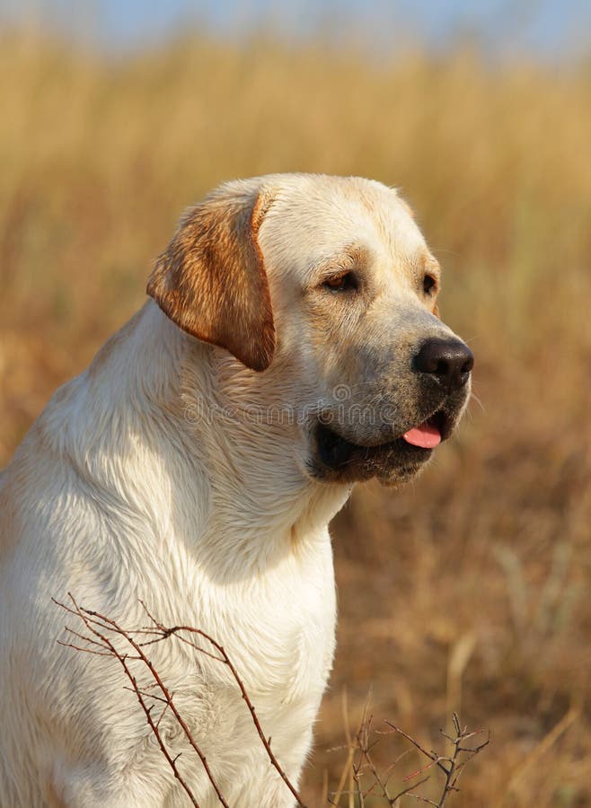 Yellow Labrador Portrait in Summer Stock Photo - Image of pedigree ...