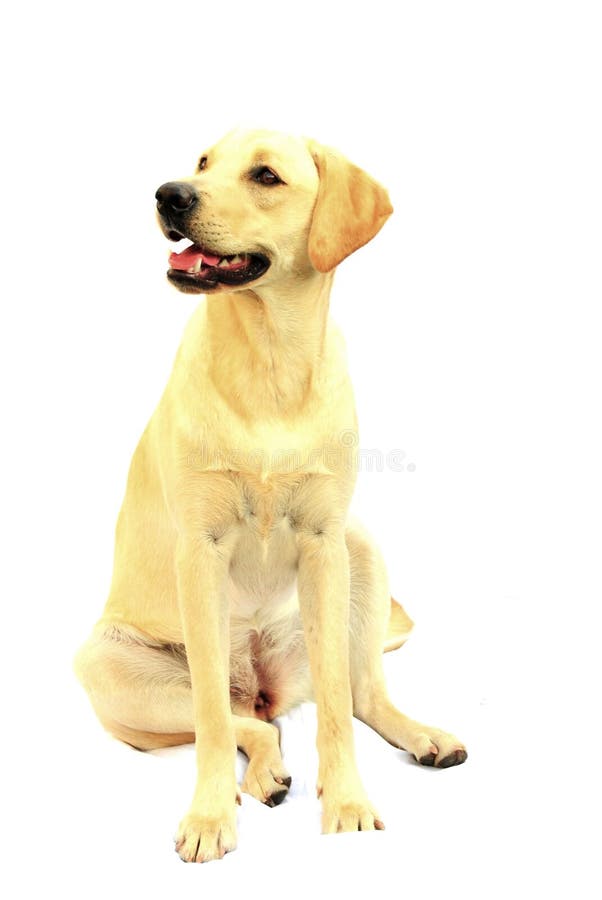 Yellow labrador puppy stock image. Image of retriever - 5992337