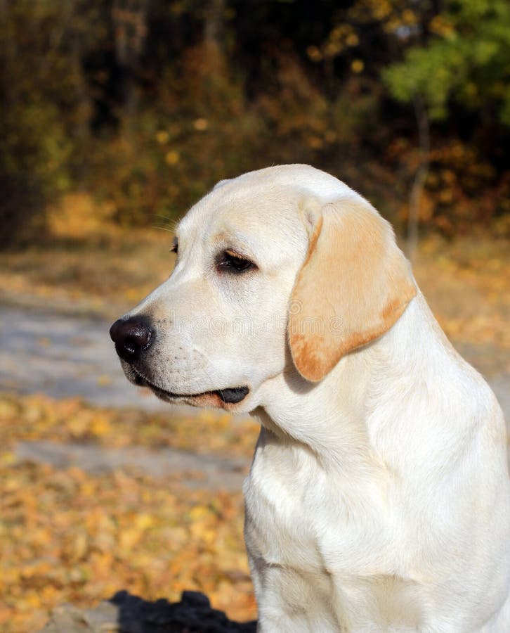 Yellow Labrador Puppy in Autumn Park Stock Image - Image of forest ...