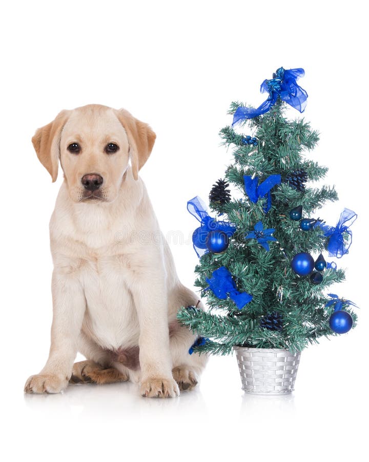 Yellow Labrador Puppy with a Christmas Tree Stock Photo - Image of ...