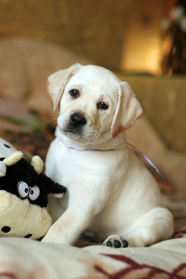 Yellow Labrador Puppy Newborn Stock Image - Image of pedigree, lovely ...