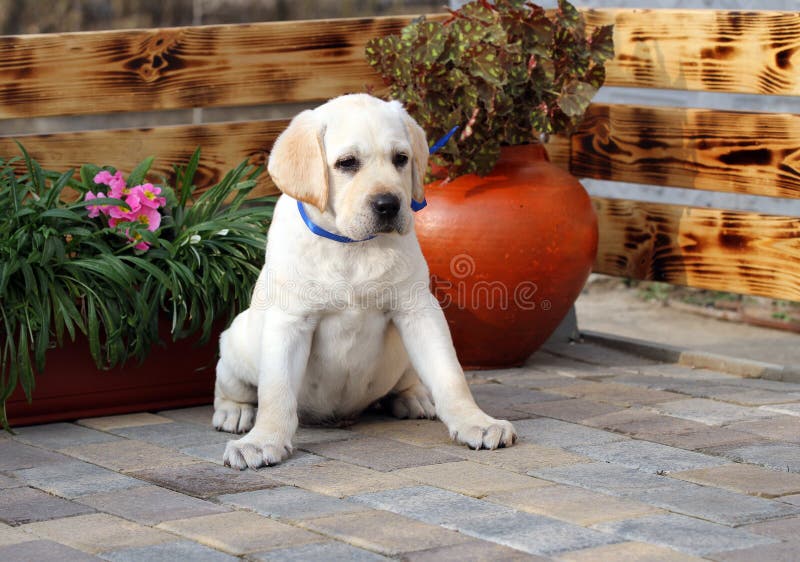 The Yellow Labrador Puppy in the Park Stock Image - Image of play ...