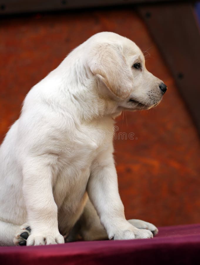Yellow Labrador Puppy in Profile Stock Image - Image of adorable ...