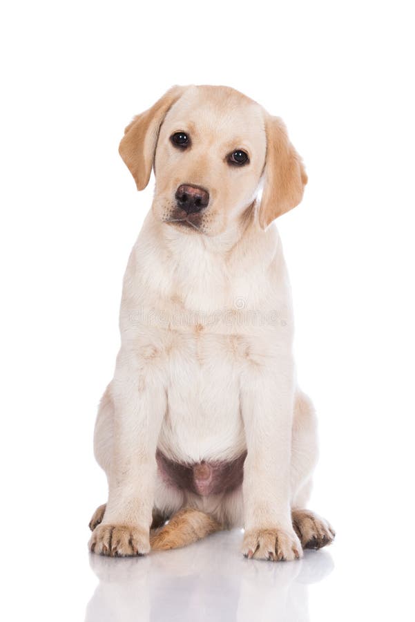 Yellow labrador puppy stock photo. Image of canine, white - 47745468