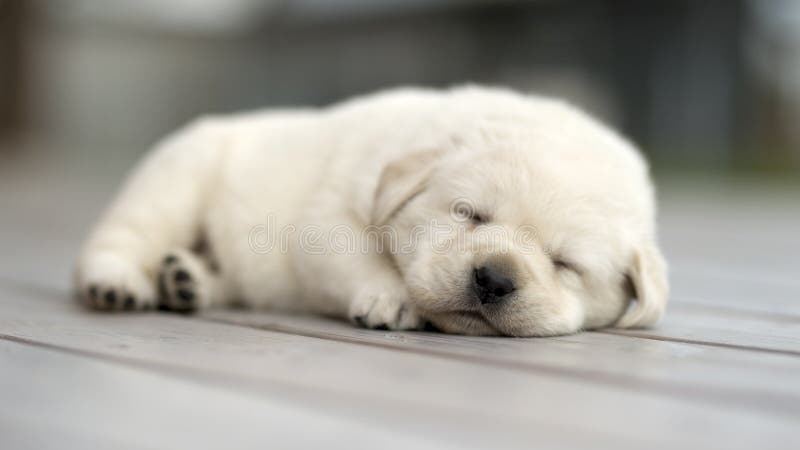 Yellow Labrador Puppy Sleeping Stock Photo - Image of labrador, okeanas ...