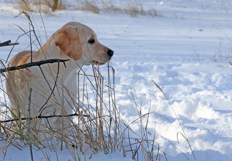 Yellow Labrador Puppy in Winter Portrait Stock Image - Image of white ...